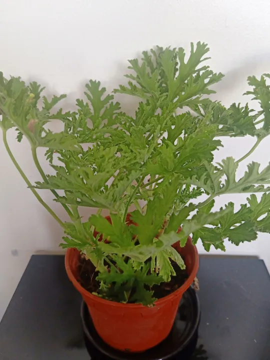 pokok halau nyamuk pokok jeremin (Pelargonium Radula) | Lazada