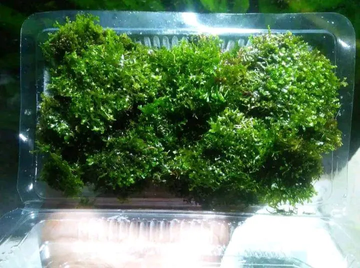 mos ricardia,mos aquascape porsi mika tanaman air aquascape | Lazada ...