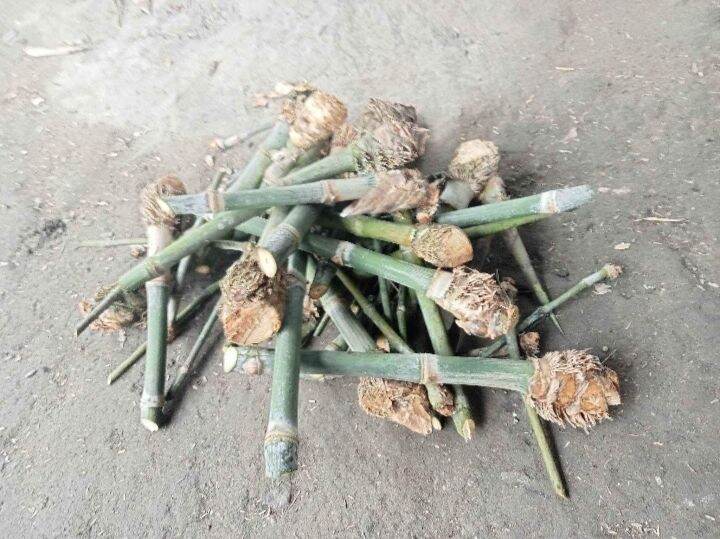 Bolo bamboo cuttings | Lazada PH