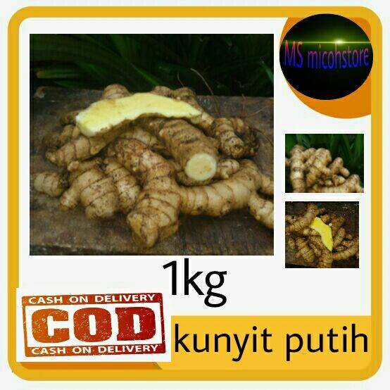 KUNYIT PUTIH/TEMU PUTIH/KUNYIT PUTIH 1KG/TEMU CURCUMA/CURCUMA ZEODANIA ...