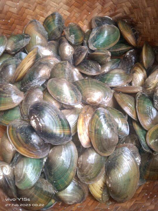kerang kijing air tawar hidup /1kg | Lazada Indonesia