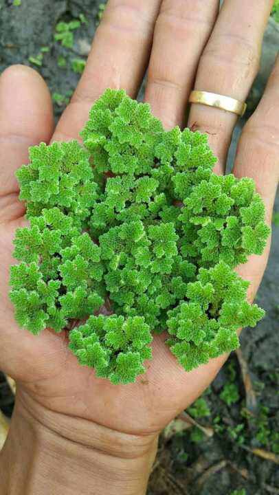 TANAMAN AIR AZOLLA PINNATA 300 GRAM-AZOLLA-TANAMAN PAKU AIR-TANAMAN APUNG | Lazada Indonesia