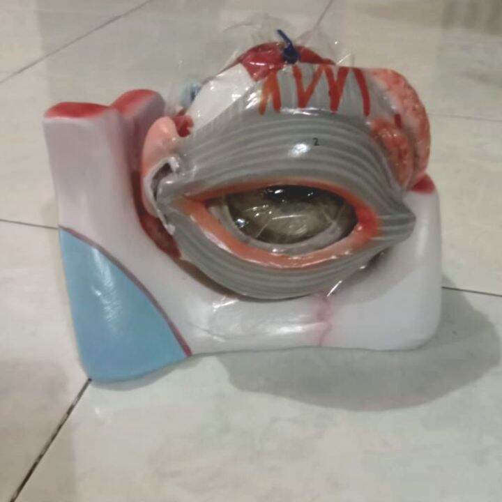 mata alat peraga pendidikan model torso mata | Lazada Indonesia