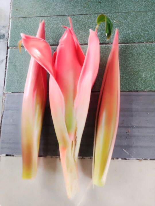 bunga kantan, | Lazada