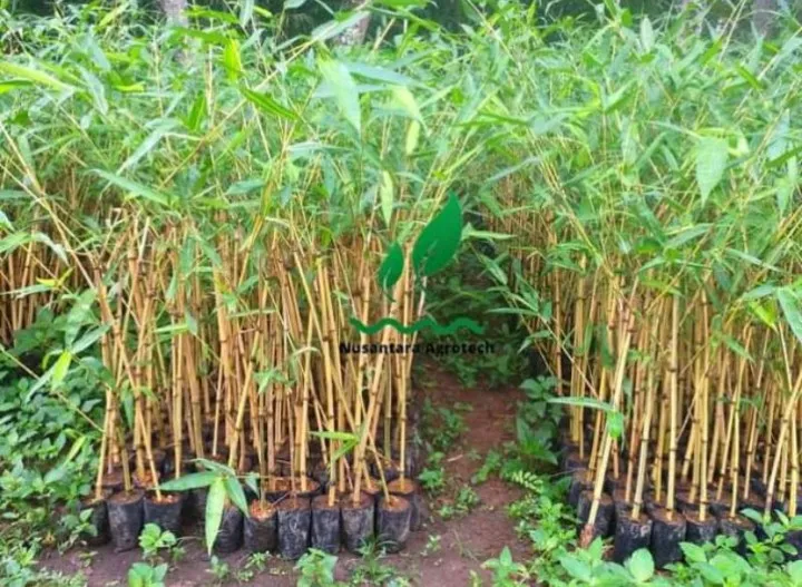 Bambu kuning mini / bambu jepang ber bonggol | Lazada Indonesia