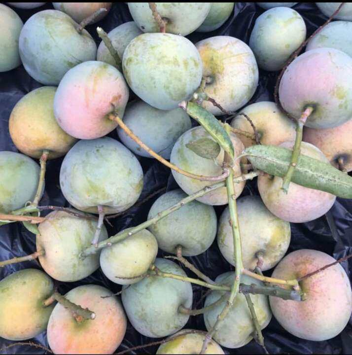 Buah mangga apel /mangga mentah/mangga rujak fresh 1kg | Lazada Indonesia