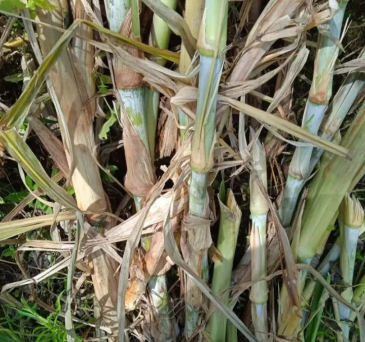 bibit stek rumput gajah pakan ternak /pcs | Lazada Indonesia