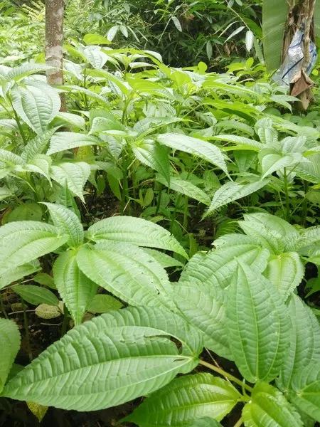 Lalapan daun pohpohan segar baru dipetik | Lazada Indonesia