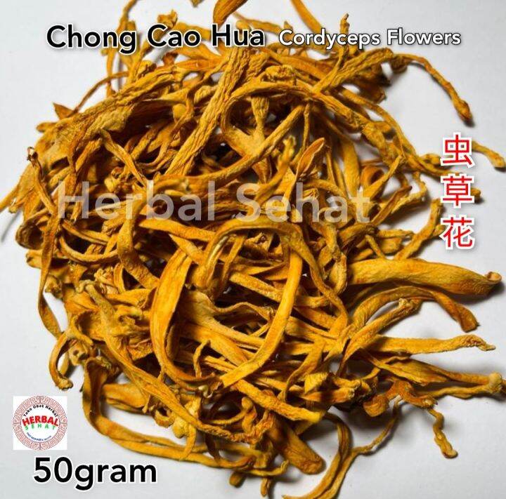 Bunga Cordyceps 50Gram Chong Cao Hua Chong Cao /Jamur Bunga Cordyceps ...