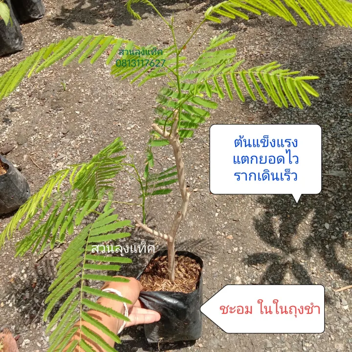 ชะอม กิ่งชะอม ต้นชะอม ต้นแข็งแรง ในถุงชำ แตกยอดไว ผักสวนครัว สวนลุงแท็ค ...