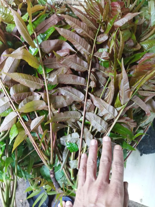 Jual daun suren atau surian toona sureni segar 300gram | Lazada Indonesia