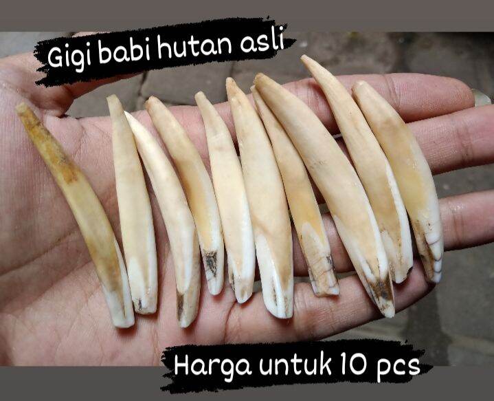 Gigi babi Taring babi asli 10 biji | Lazada Indonesia