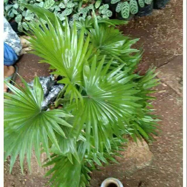 TANAMAN HIAS PALEM SADENG | Lazada Indonesia
