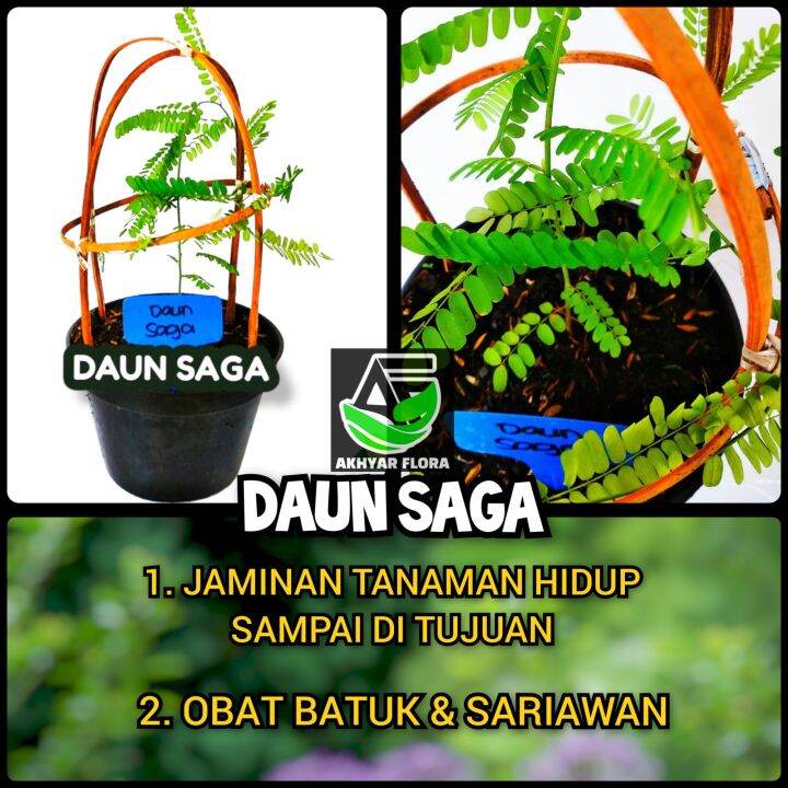 Tanaman herbal saga rambat Daun Saga Obat Herbal Batuk Dan Sariawan ...