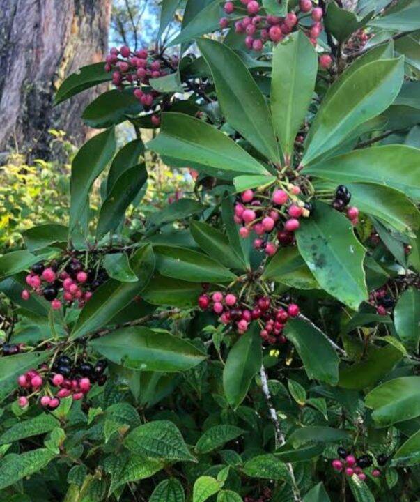 Cranberrry wild /Tagpo seedling live plant | Lazada PH