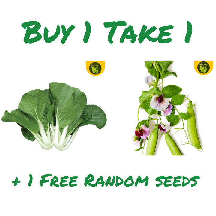 binhi ng mga gulay pantanim pechay 100+ at patani 10 seeds | Lazada PH