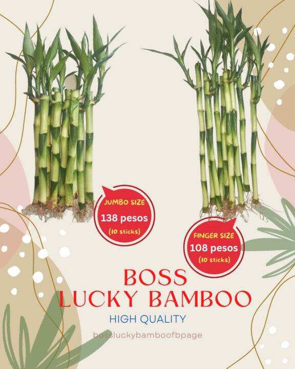 Boss Lucky Bamboo (10 sticks Per Order-High Quality) | Lazada PH