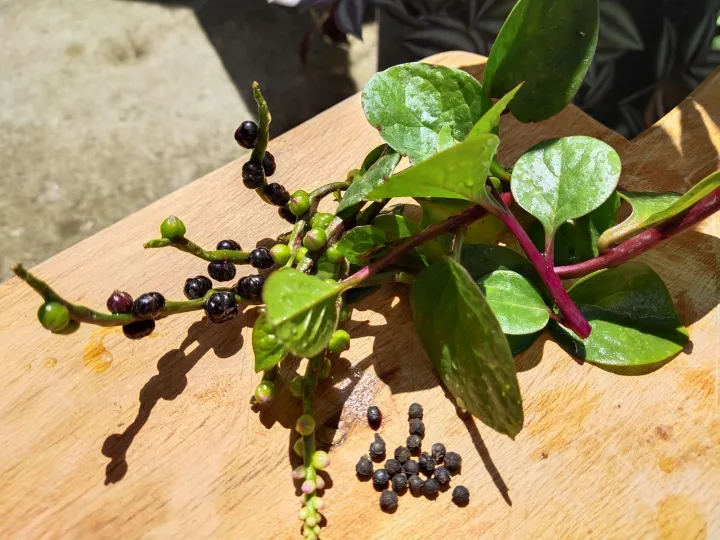 Alugbati (Red Variety) Seeds 50pcs/bag | Lazada PH