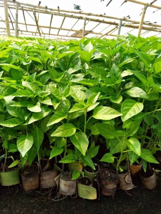 benih cabe rawit domba siap tanam 50 pcs/batang | Lazada Indonesia