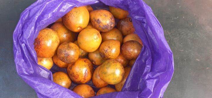 Buah campolay atau Alkesah atau buah campoleh matang segar per 1 kg ...