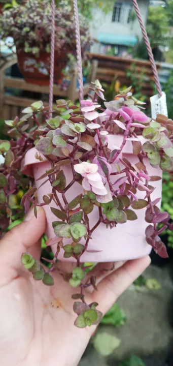 VARIEGATED TURTLE.VINE | Lazada PH