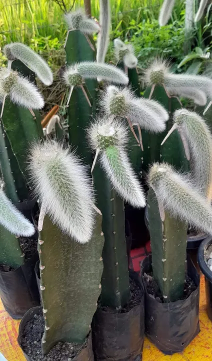 หางลิง ตอกราฟ ส่งแบบล้างราก ไปปลูกต่อได้เลย ขนฟูขนยาว | Lazada.co.th