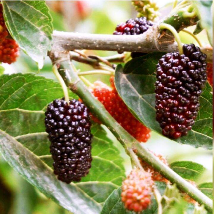 (LIVE PLANT) ANAK POKOK MULBERRY GIANT HYBRID BERAKAR (CEPAT BERBUAH ...
