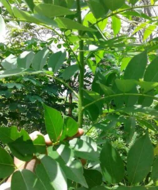 Daun hujan masi segar / pohon herbal hujanan 1 paket berat 1 kilo ...