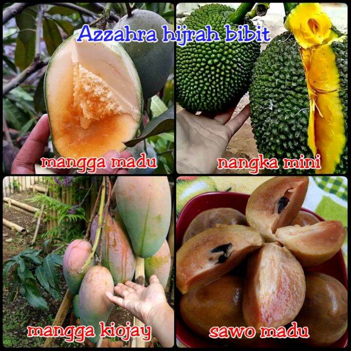 paket bibit tanaman mangga madu nangka mini sawo madu dan mangga kiojay ...