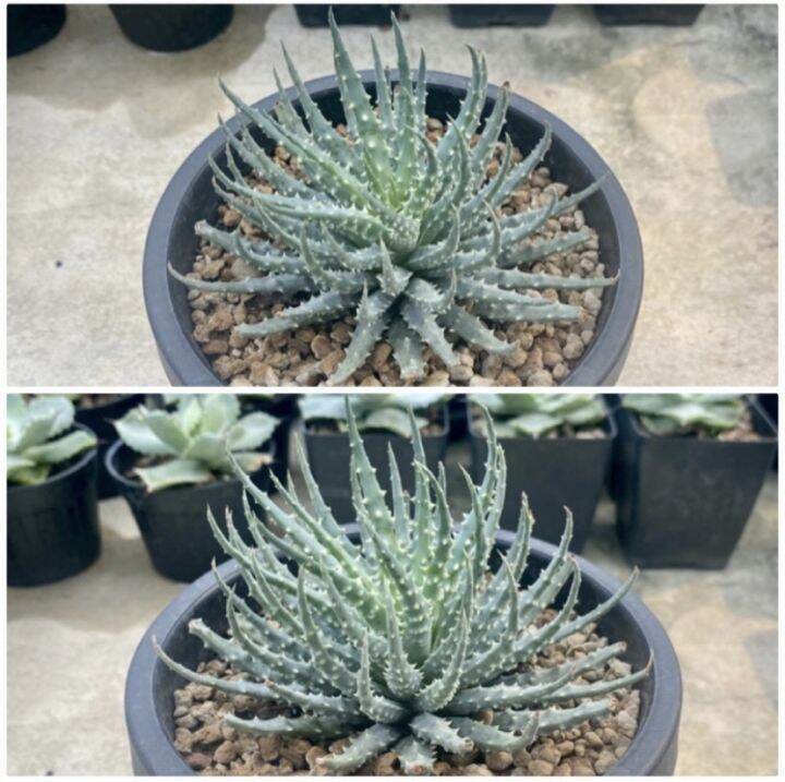 Aloe humilis | Lazada.co.th