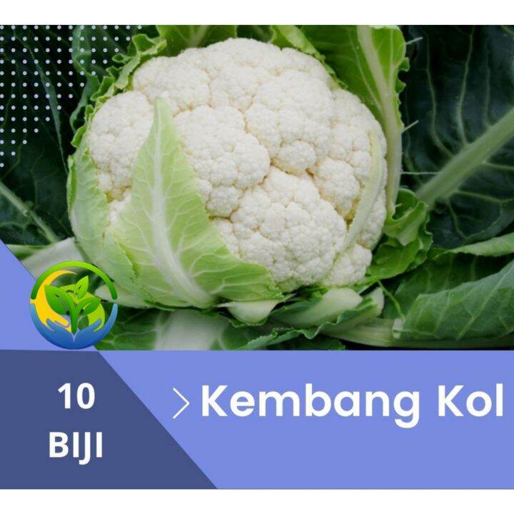Biji Benih Kembang Kol Siap Tanam Biji Kembang Kol Repack | Lazada ...