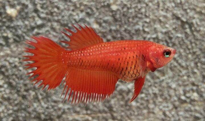 Betta Female Crowntail Super Red | Lazada