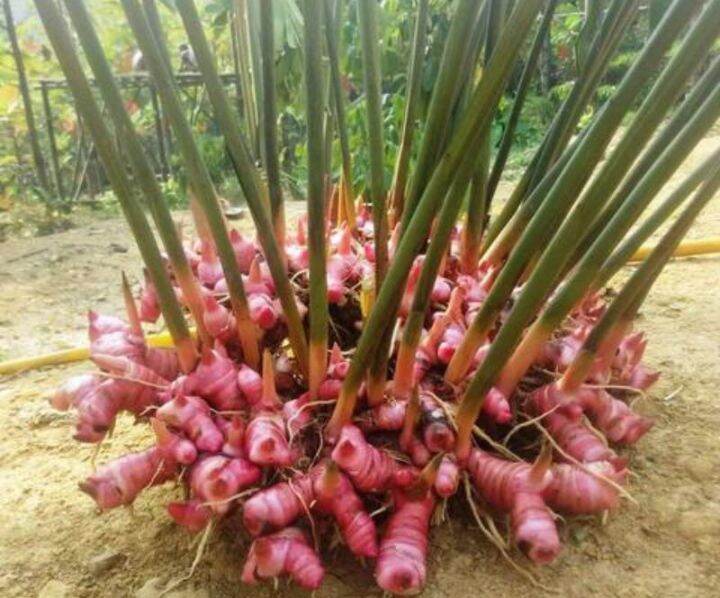 laja /lengkuas merah | Lazada Indonesia