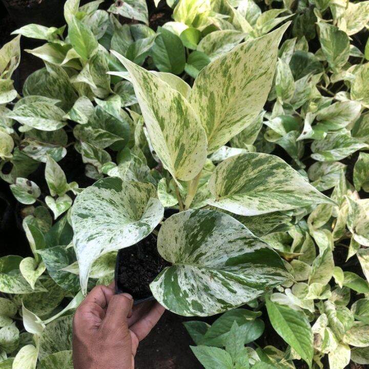sirih gading marble queen tanaman hias Epipremnum varigata | Lazada ...