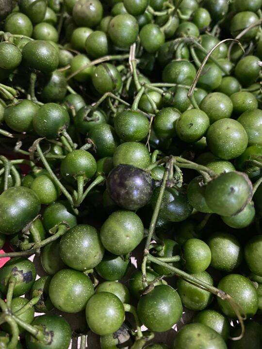 Buah lenca lokal segar per 1 kg | Lazada Indonesia