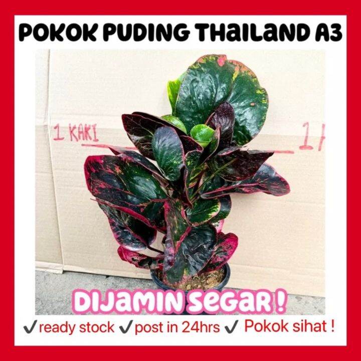 Rina • pokok puding Thailand A3 • croton tumbuhan tanaman hidup live ...