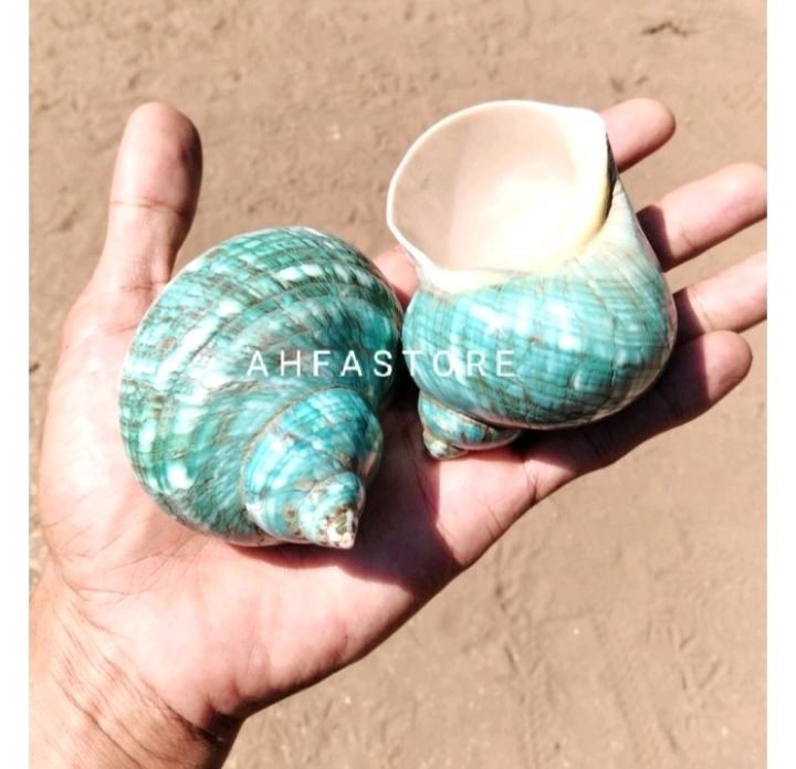 Cangkang Kerang Turbo Untuk Rumah Kelomang | Lazada Indonesia