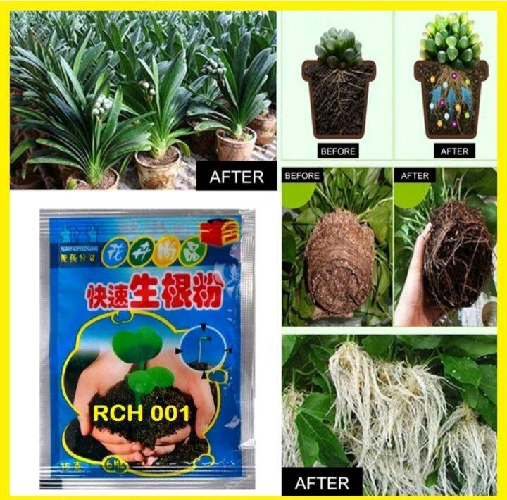 PUPUK PERANGSANG AKAR TANAMAN/SEGALA JENIS TANAMAN | Lazada Indonesia