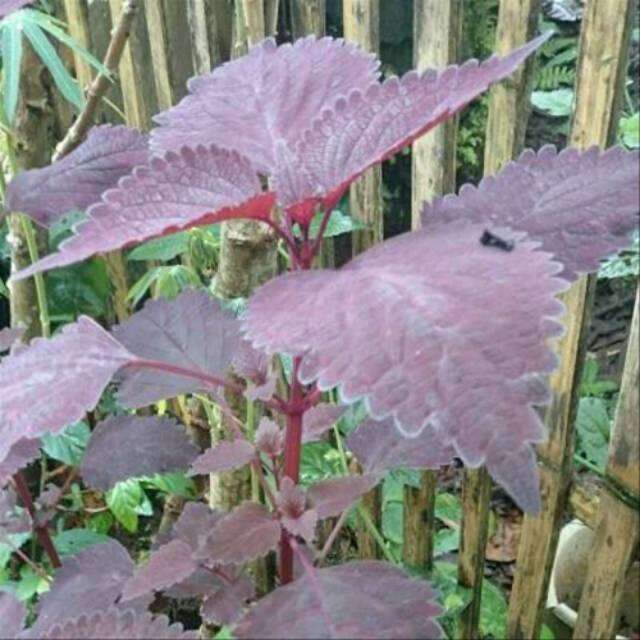 TANAMAN SETEK POHON BADOTAN jawer kotok 5pohon | Lazada Indonesia