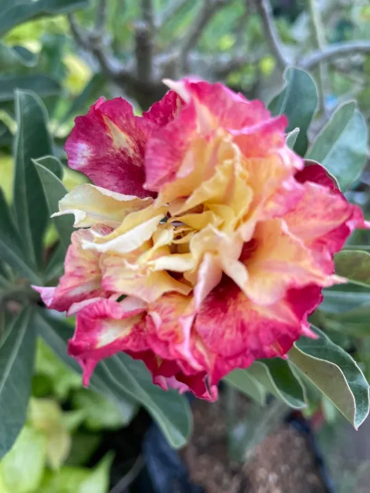 Multi-Petals Adenium Obesum Double-Petals Desert Rose Plant Seed Home ...