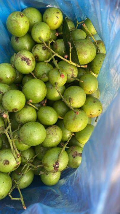 BUAH KUNDANG ATAU BUAH STAR MUDA SEGAR DARI LADANG | Lazada