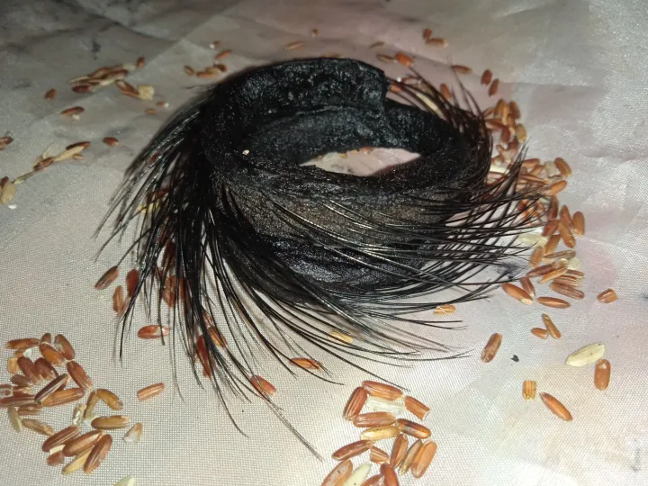 cincin adat samban rantai babi kenyal hidup | Lazada Indonesia