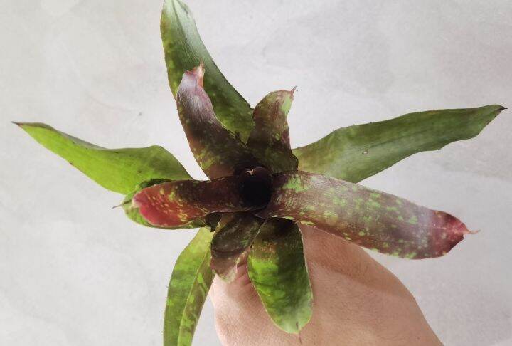 bromeliad neoregelia Super Aztec | Lazada
