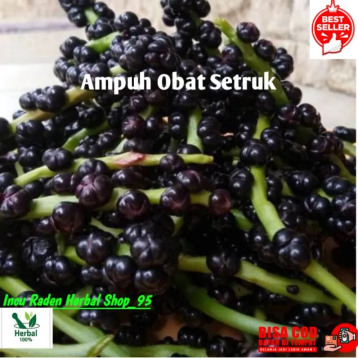 Buah/Biji Angkung obat stroke asli 300 biji original,buang Angkung ...