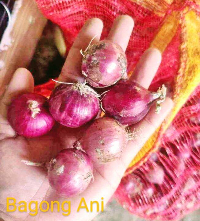 Sibuyas Native 170 per kilo | Lazada PH