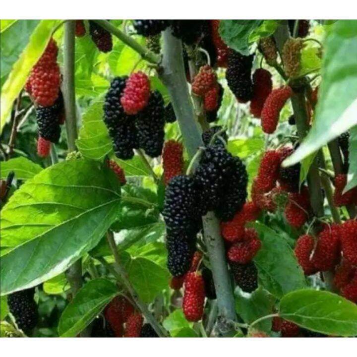 Pokok Mulberry Keratan Batang 10 pcs | Lazada