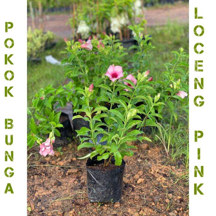 Pokok bunga loceng pink / pokok bunga alamanda pink thai | Lazada