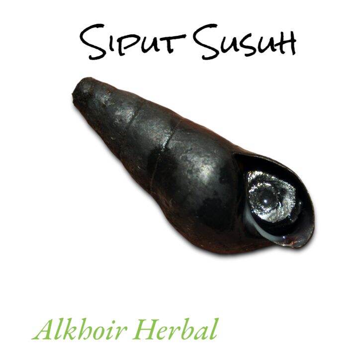 Siput Susuh 10 Pcs | Tutut Susuh Pembersih Aquarium | Tutut Kali ...