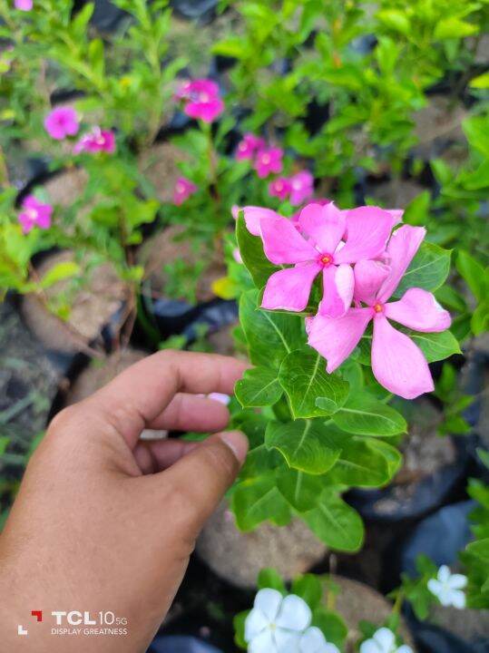 chichirika plants random colors 🍀 | Lazada PH