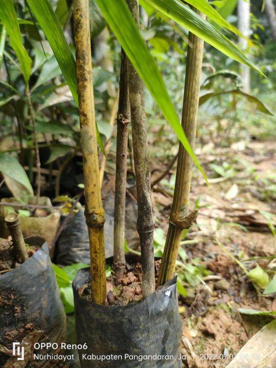 BIBIT TANAMAN HIAS BAMBU KUNING PENGUSIR SETAN PENANGKAL SANTET 1000 ...